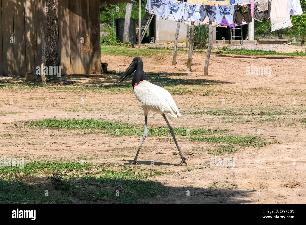 Roaming farm animals hi-res stock photography and images - Alamy