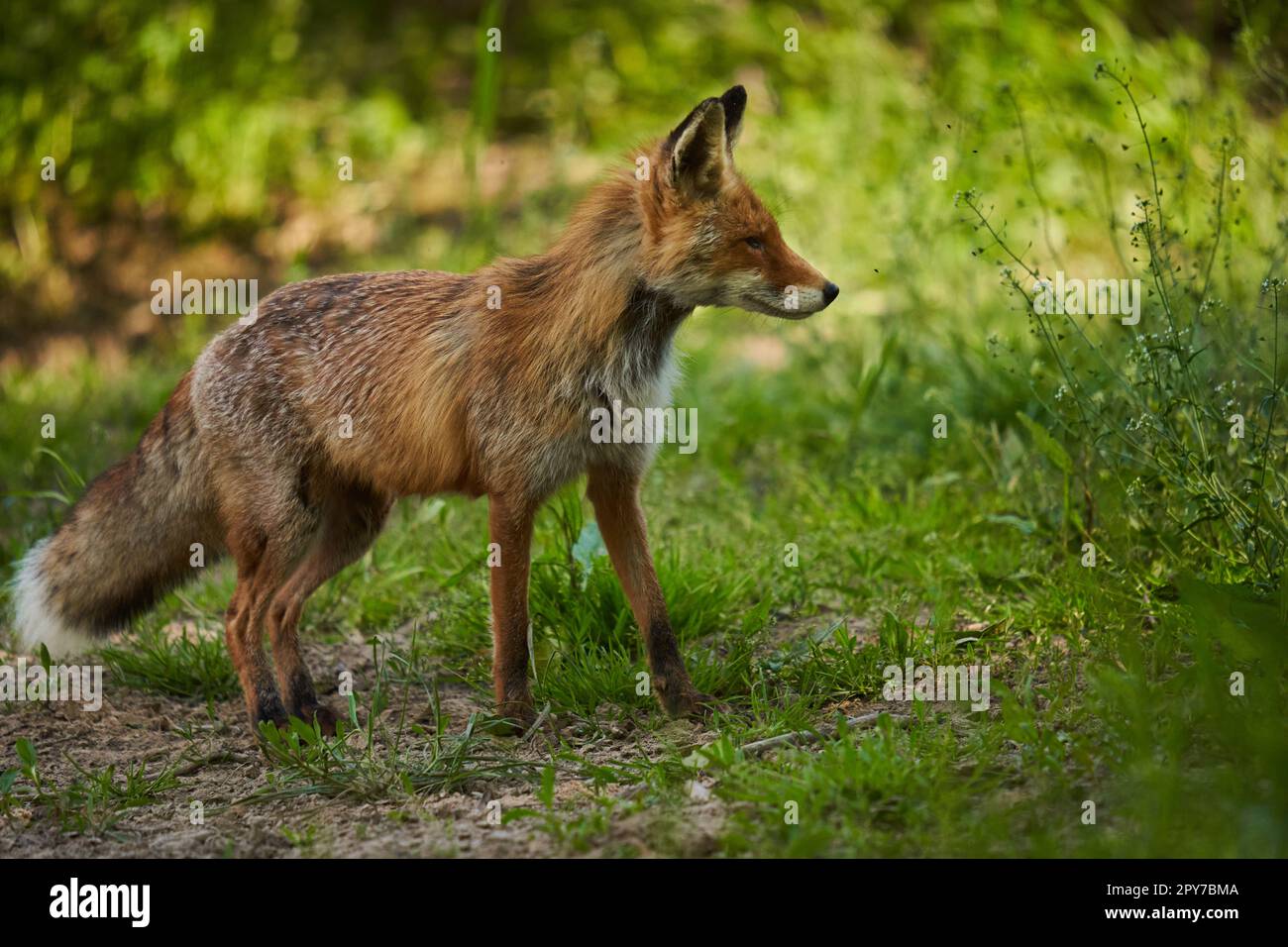 Adult male fox in the forest checking surroundings Stock Photo - Alamy