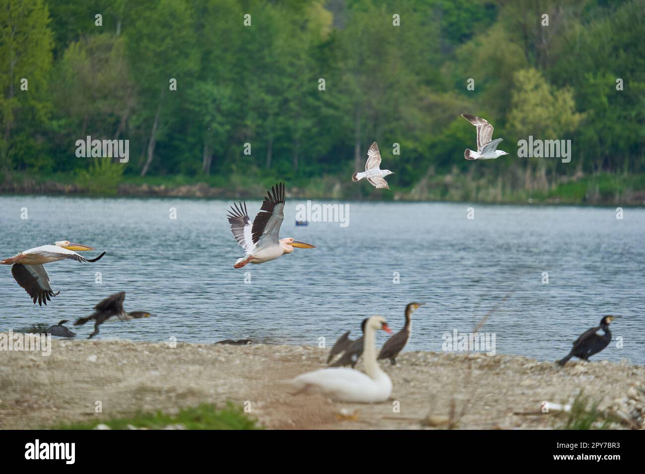 Various water birds on the shore of a river, some of them taking off ...
