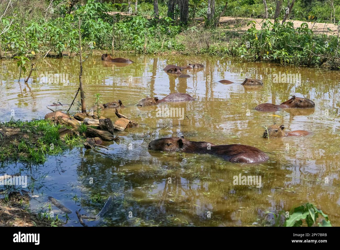 A big group of Capybara resting in a muddy pond in shade and sunlight ...