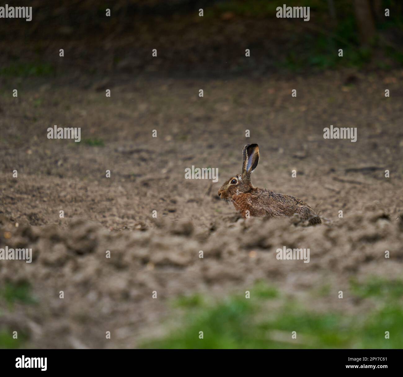 Wild adult hare in the forest, feeding in the grass Stock Photo - Alamy