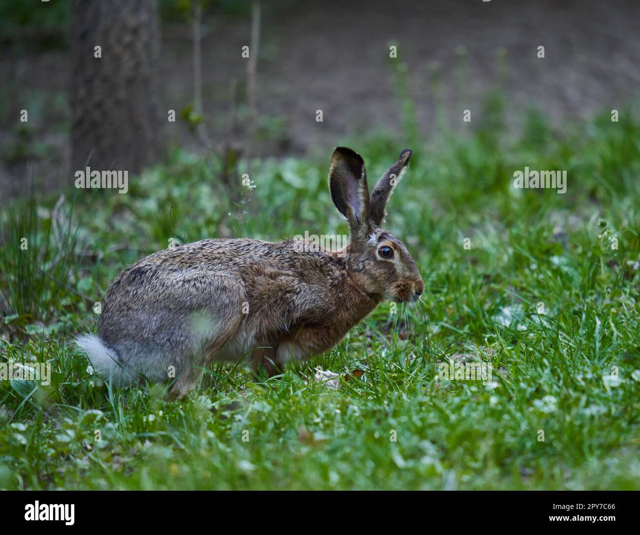 Wild adult hare in the forest, feeding in the grass Stock Photo - Alamy
