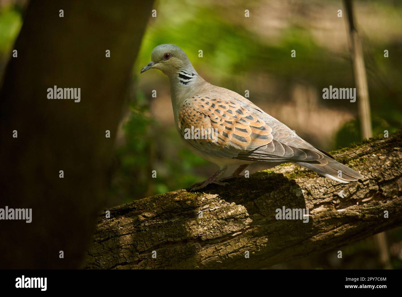 European turtle dove in the forest, perched on a branch Stock Photo - Alamy