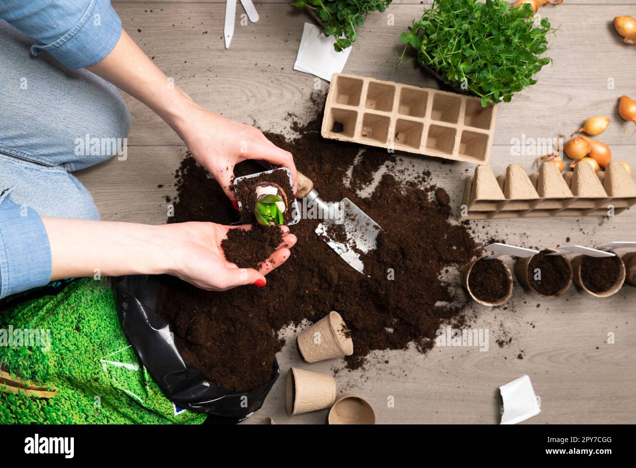 Mother and child planting seeds at home in fertile black earth. Putting ...