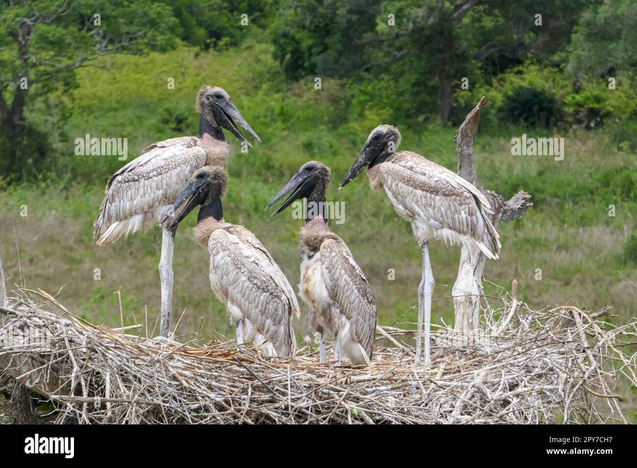 Close-up of a Jabiru nest with four juvenile birds standing and ...