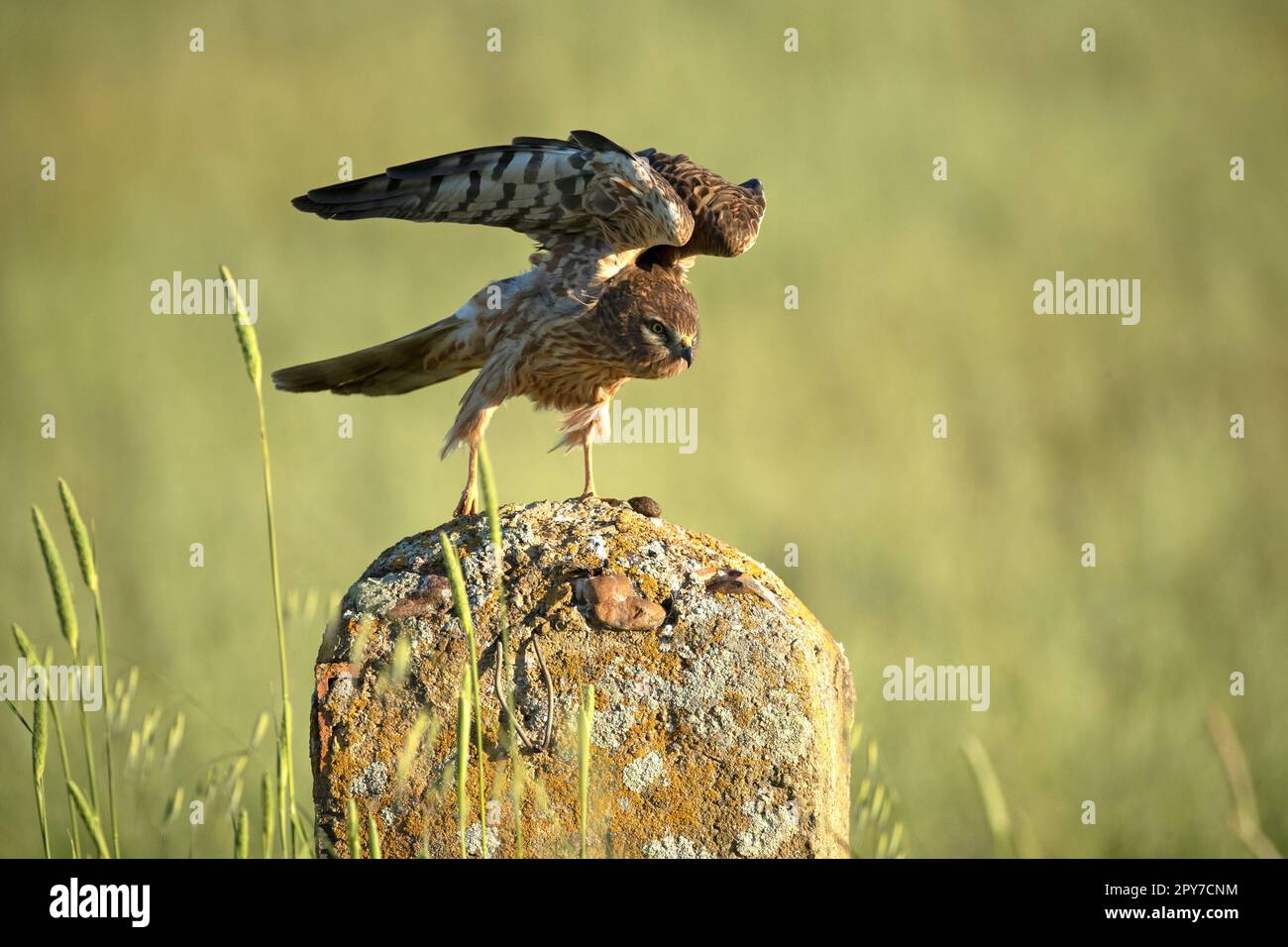 Female Montagu's harrier in a breeding territory in a cereal steppe ...