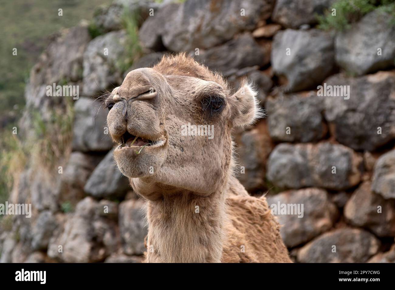 Detail of the head of a dromedary Stock Photo - Alamy