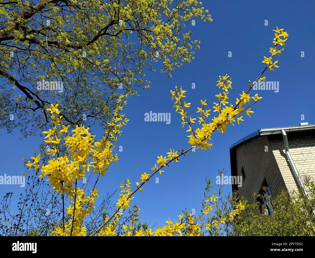 Flowering trees in May on the streets of Riga Stock Photo - Alamy