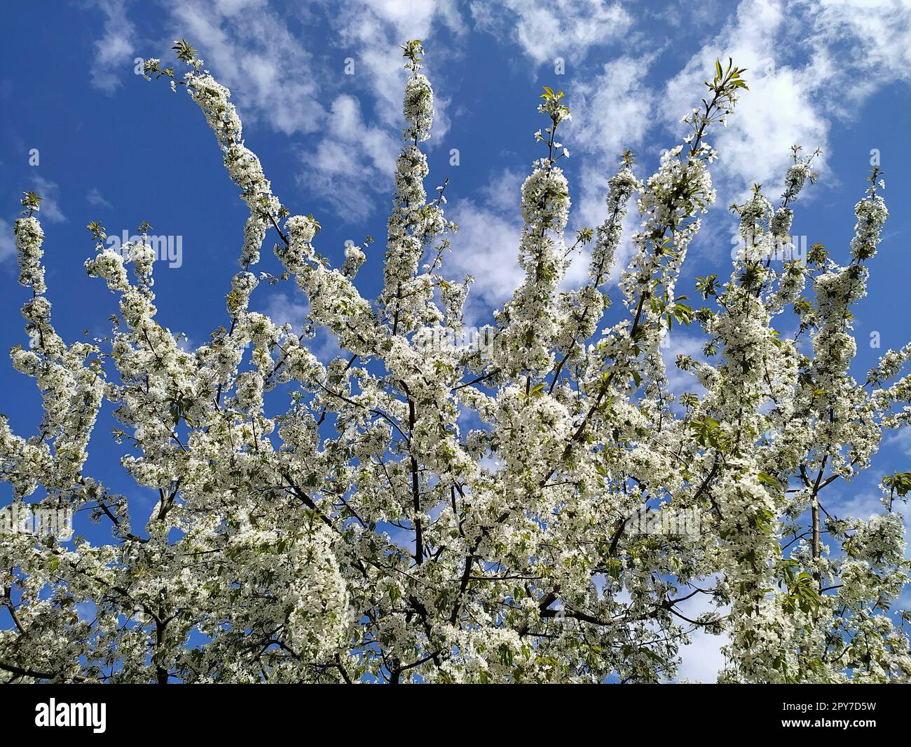 Flowering trees in May on the streets of Riga Stock Photo - Alamy