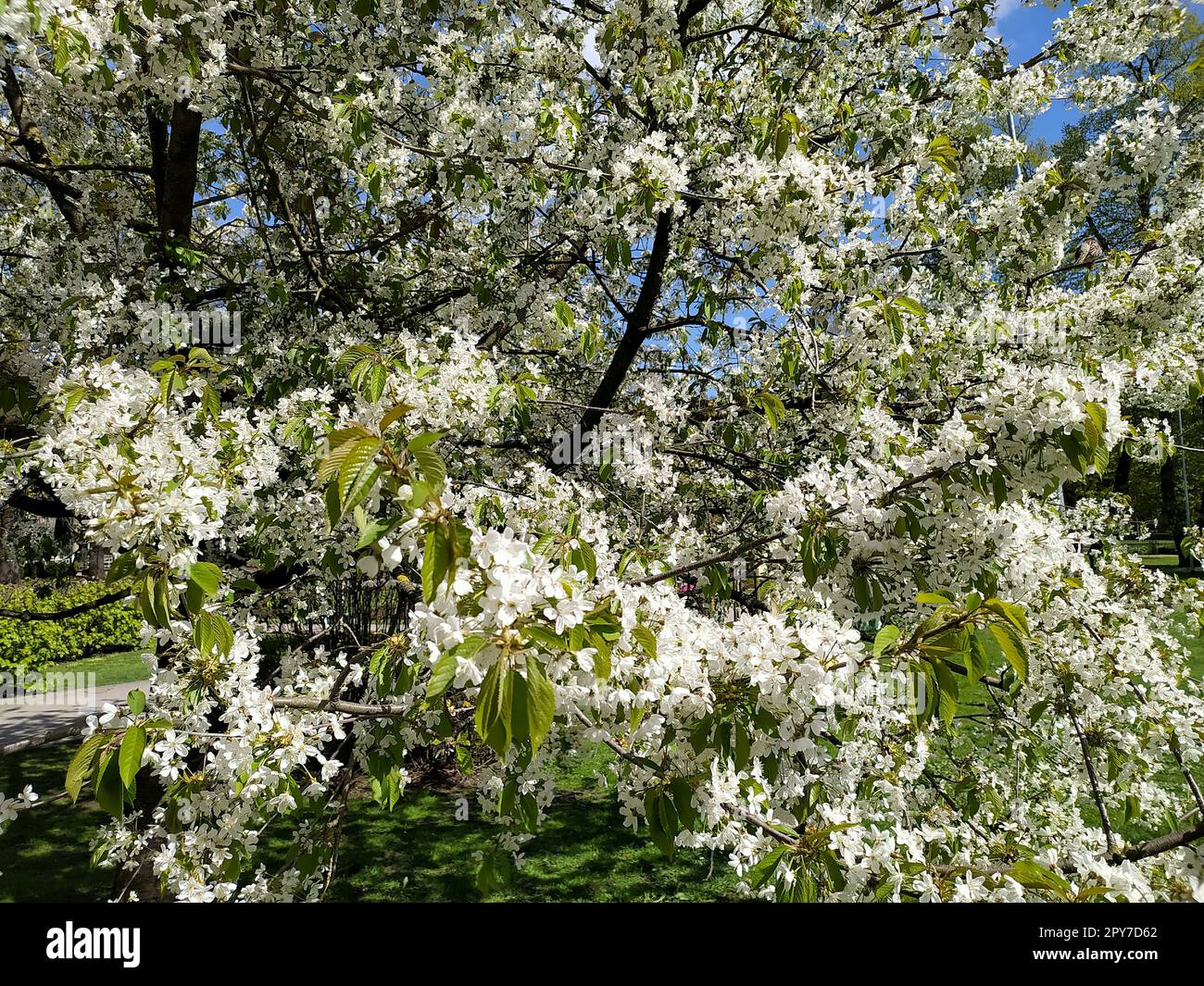 Flowering trees in May on the streets of Riga Stock Photo - Alamy