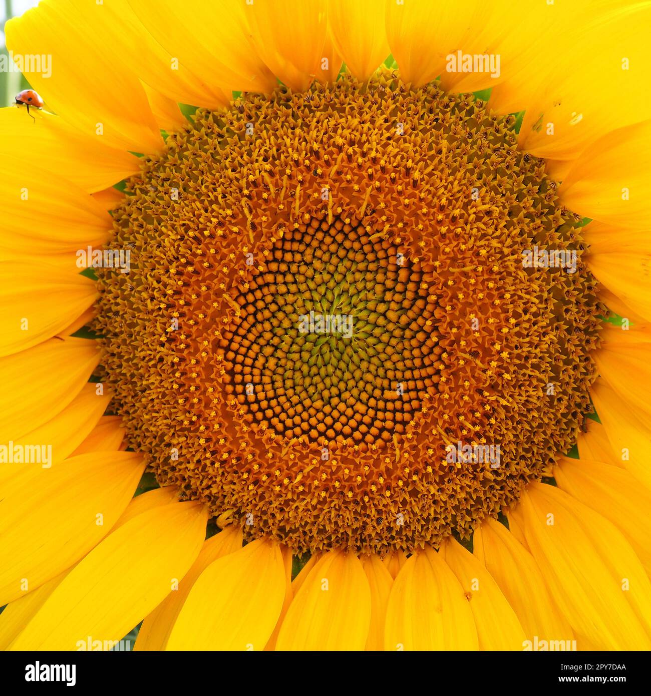 The Helianthus sunflower is a genus of plants in the Asteraceae family ...