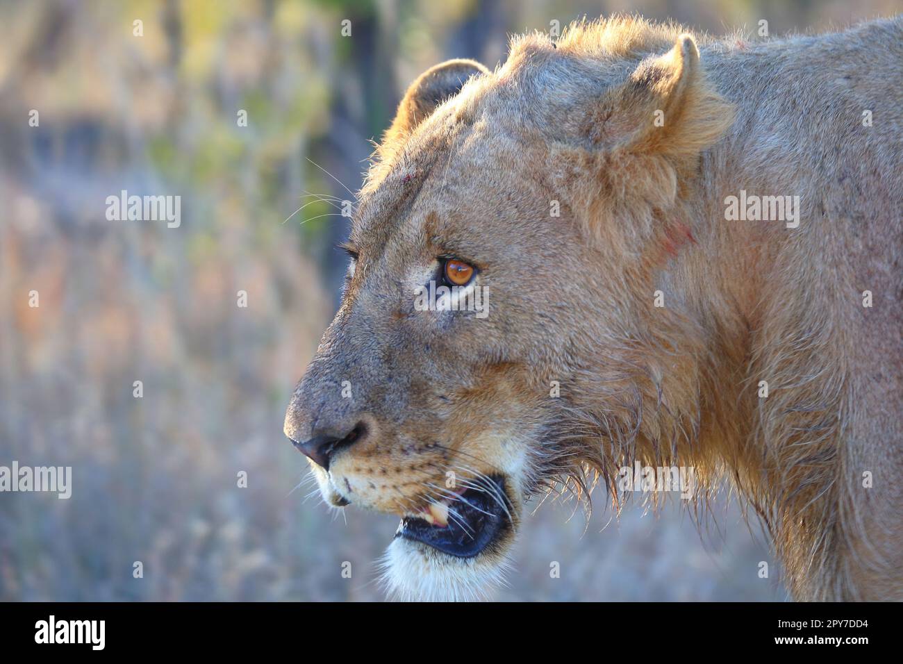 Afrikanischer Löwe / African lion / Panthera leo Stock Photo - Alamy