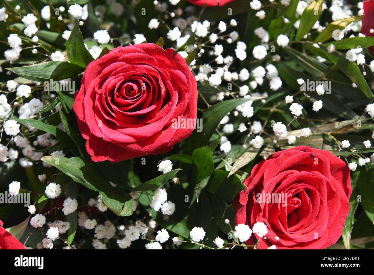 a red rose in bloom, Alicante province, Spain Stock Photo - Alamy