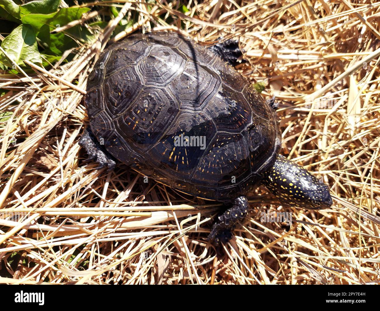 River turtle hi-res stock photography and images - Alamy