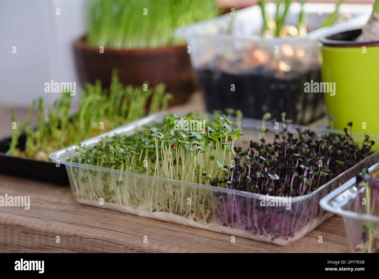 Growing different microgreens and green onions on the windowsill at ...