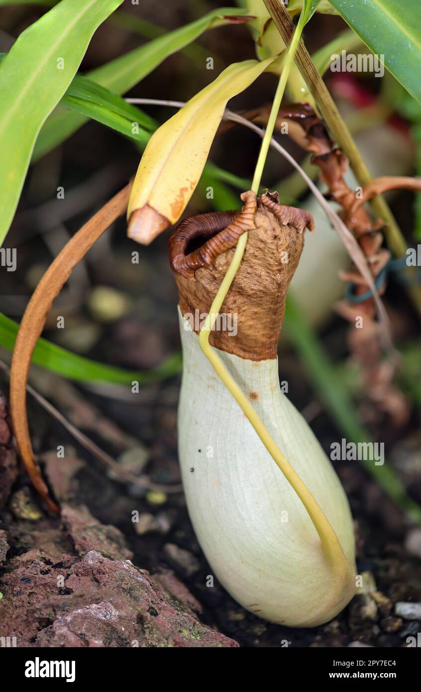 The flower of a pitcher plant, an orchid in a greenhouse Stock Photo ...