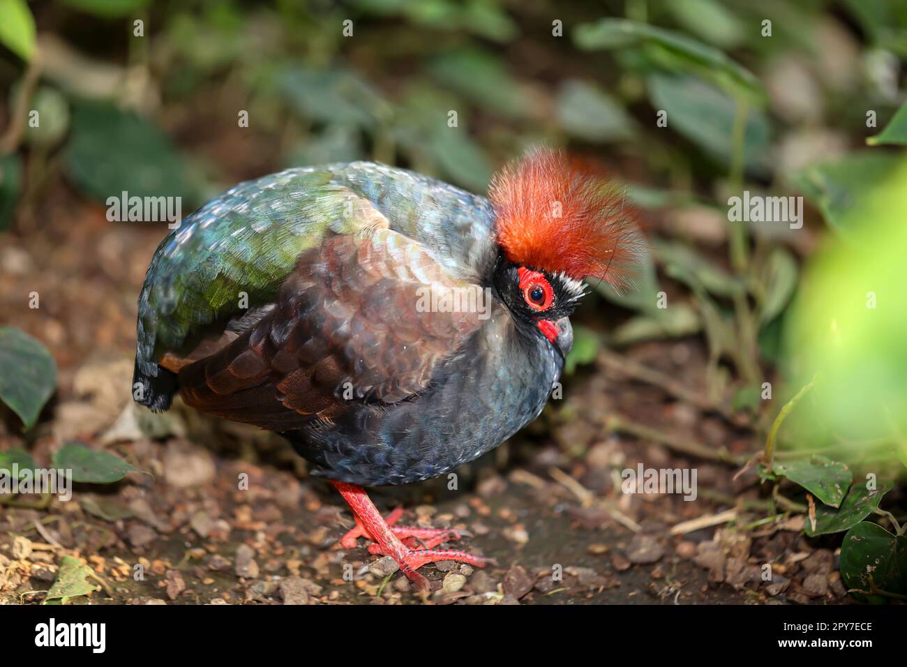An ostrich quail, (Rollulus rouloul) roams the bushes Stock Photo - Alamy