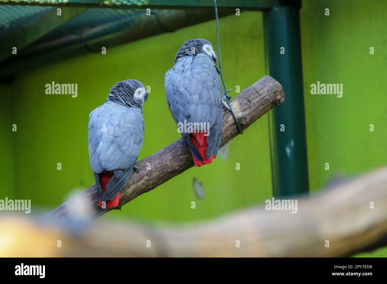 Two parrots are sitting in an aviary on a branch Stock Photo - Alamy