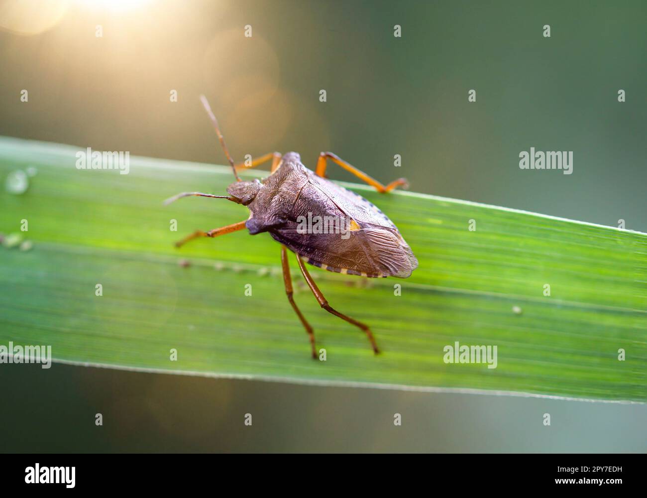A red-legged tree bug, Pentatoma rufipes, is sitting on a leaf Stock ...