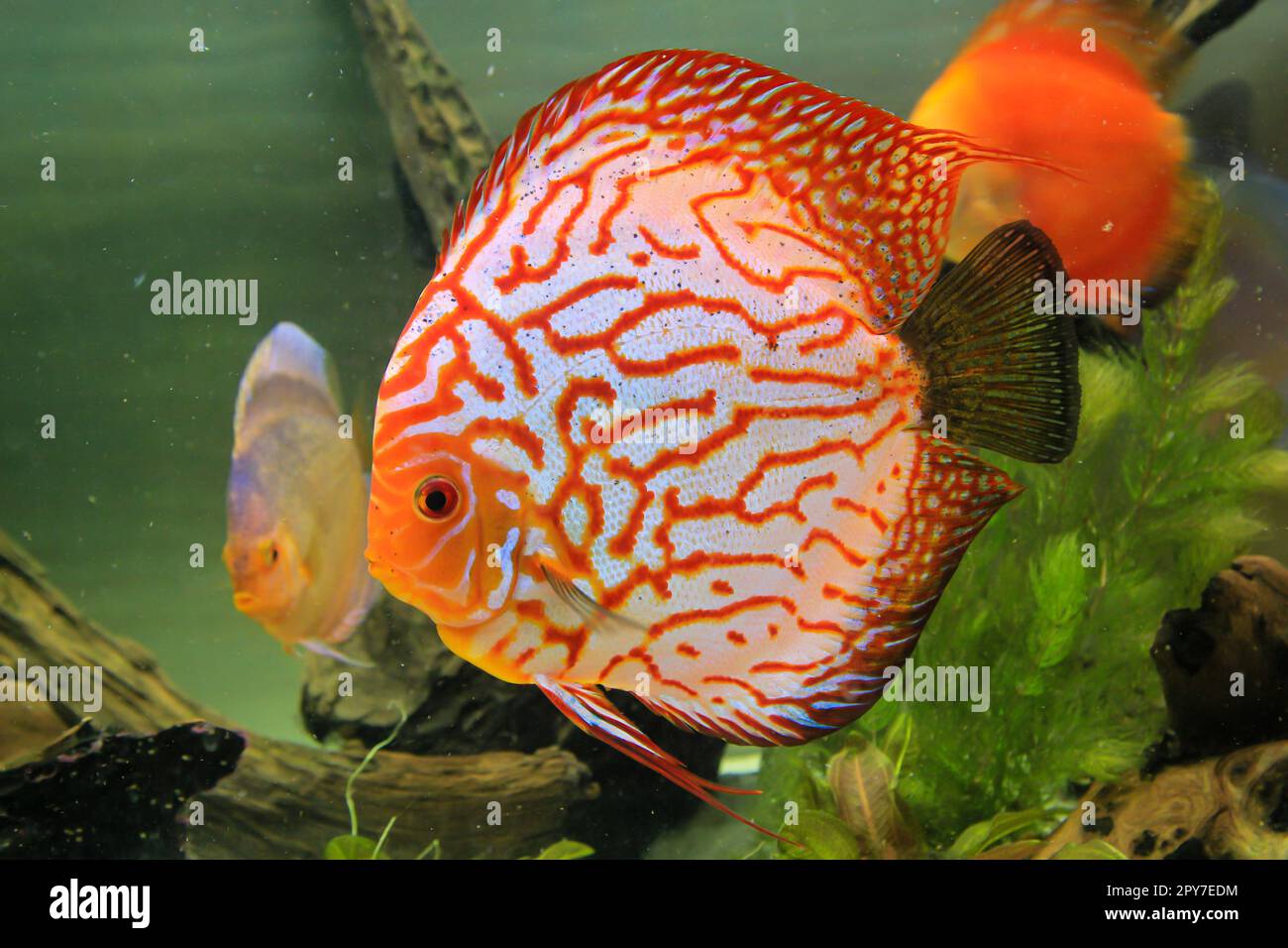 Portrait, close up of discus fish. Discus in aquarium. Amazon tank ...