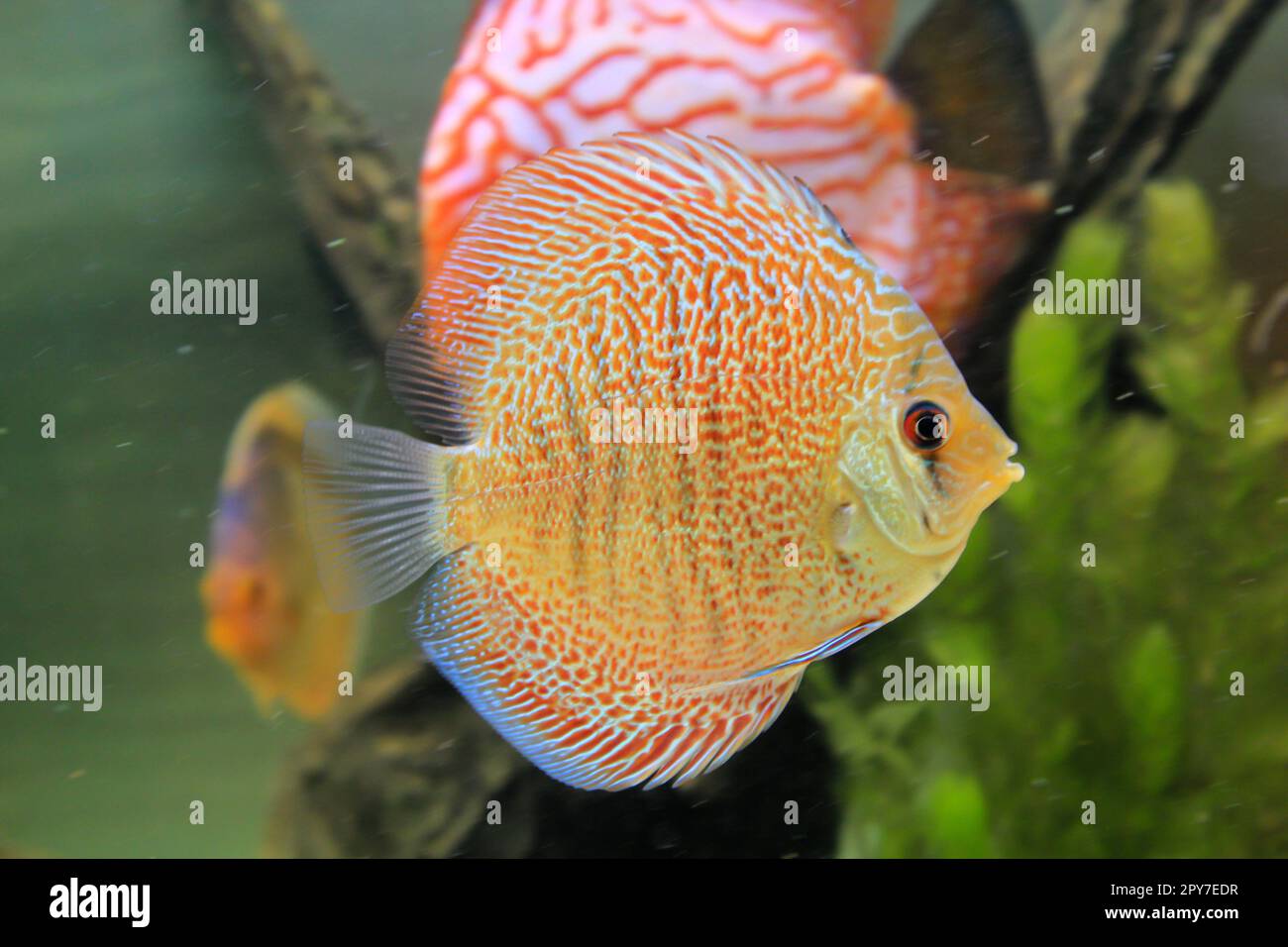Portrait, close up of discus fish. Discus in aquarium. Amazon tank ...