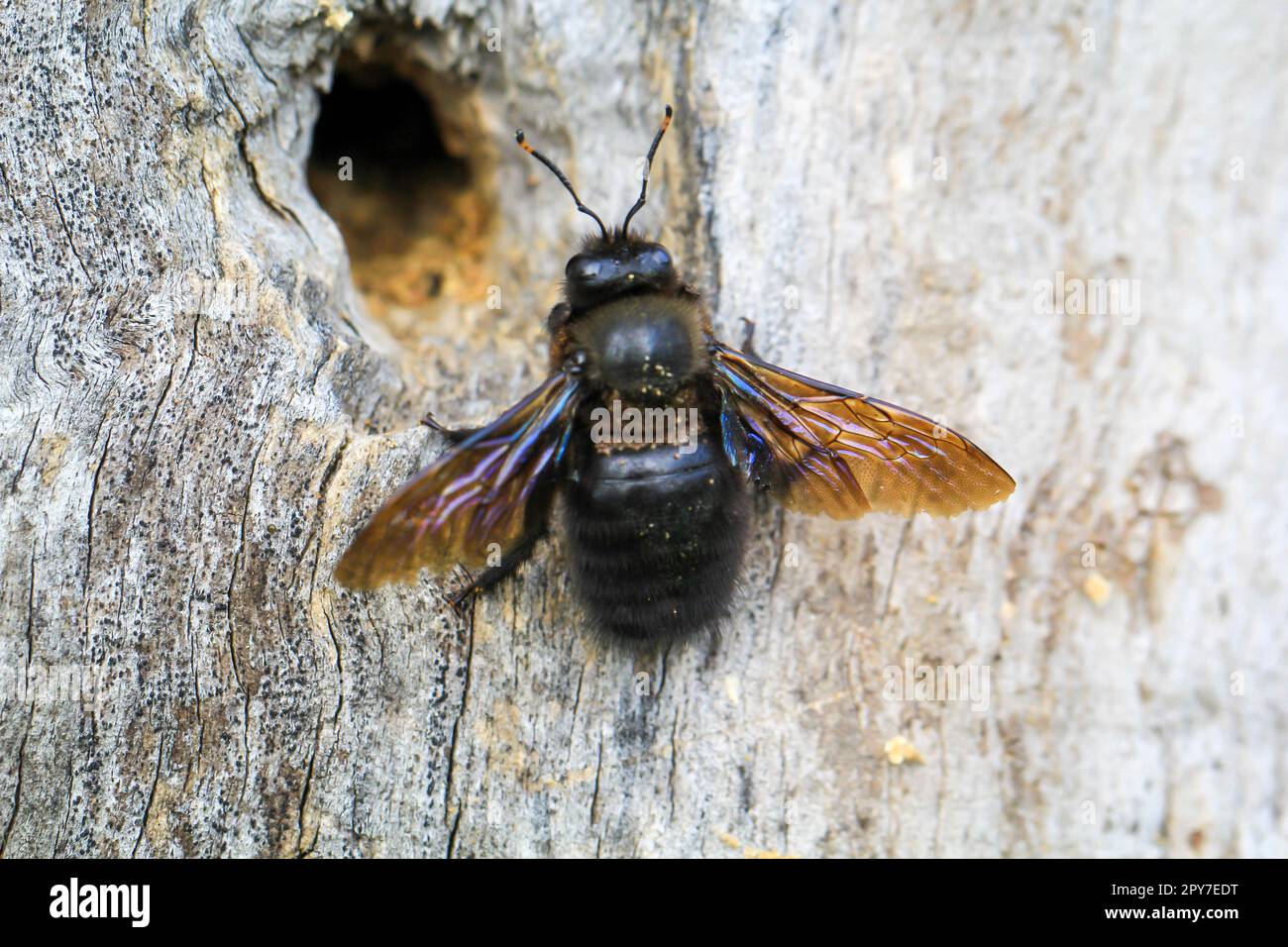 A blue-black wood bee (Xylocopa violacea) on a hollow tree trunk. A so ...