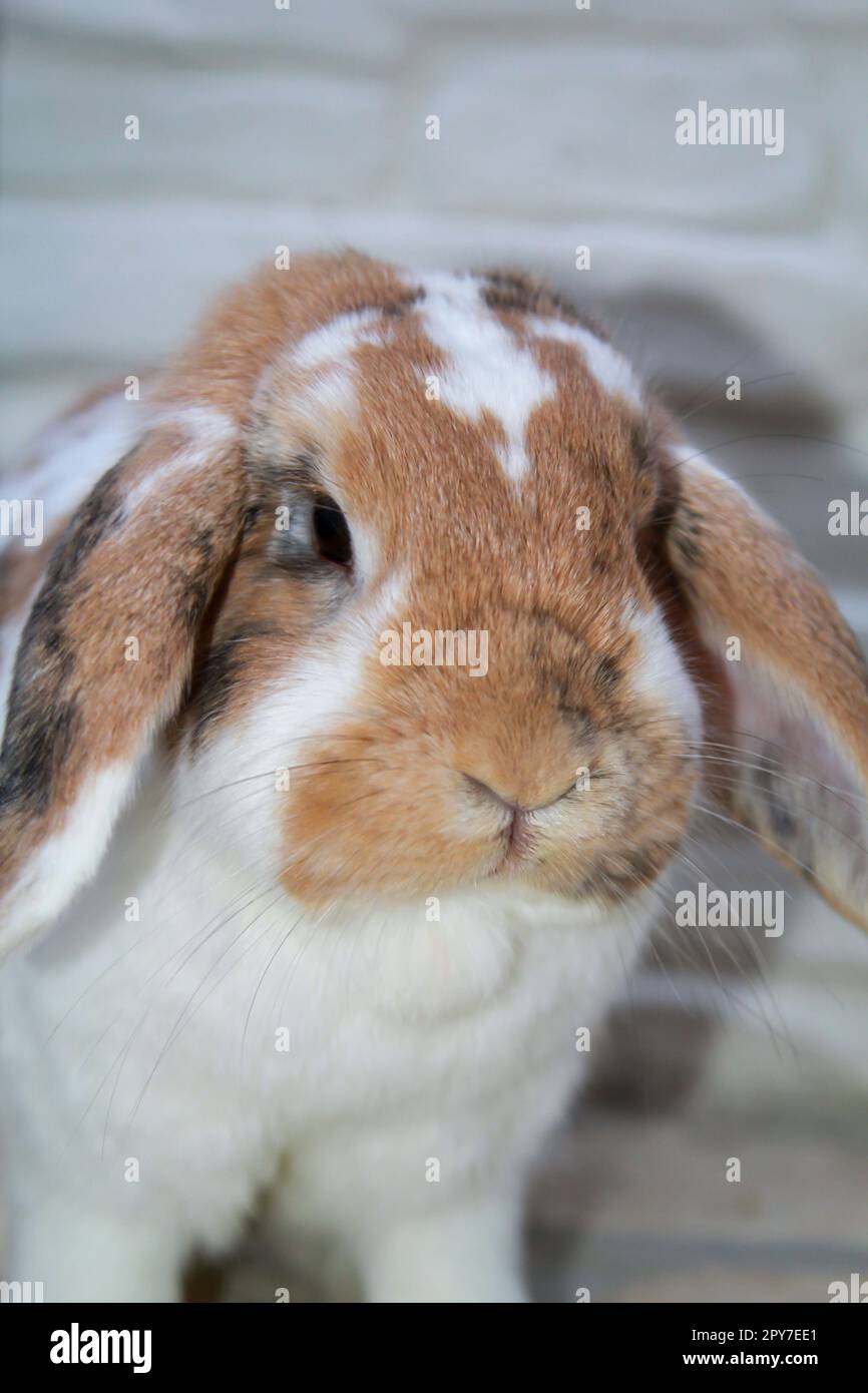 Ram rabbit hi-res stock photography and images - Alamy