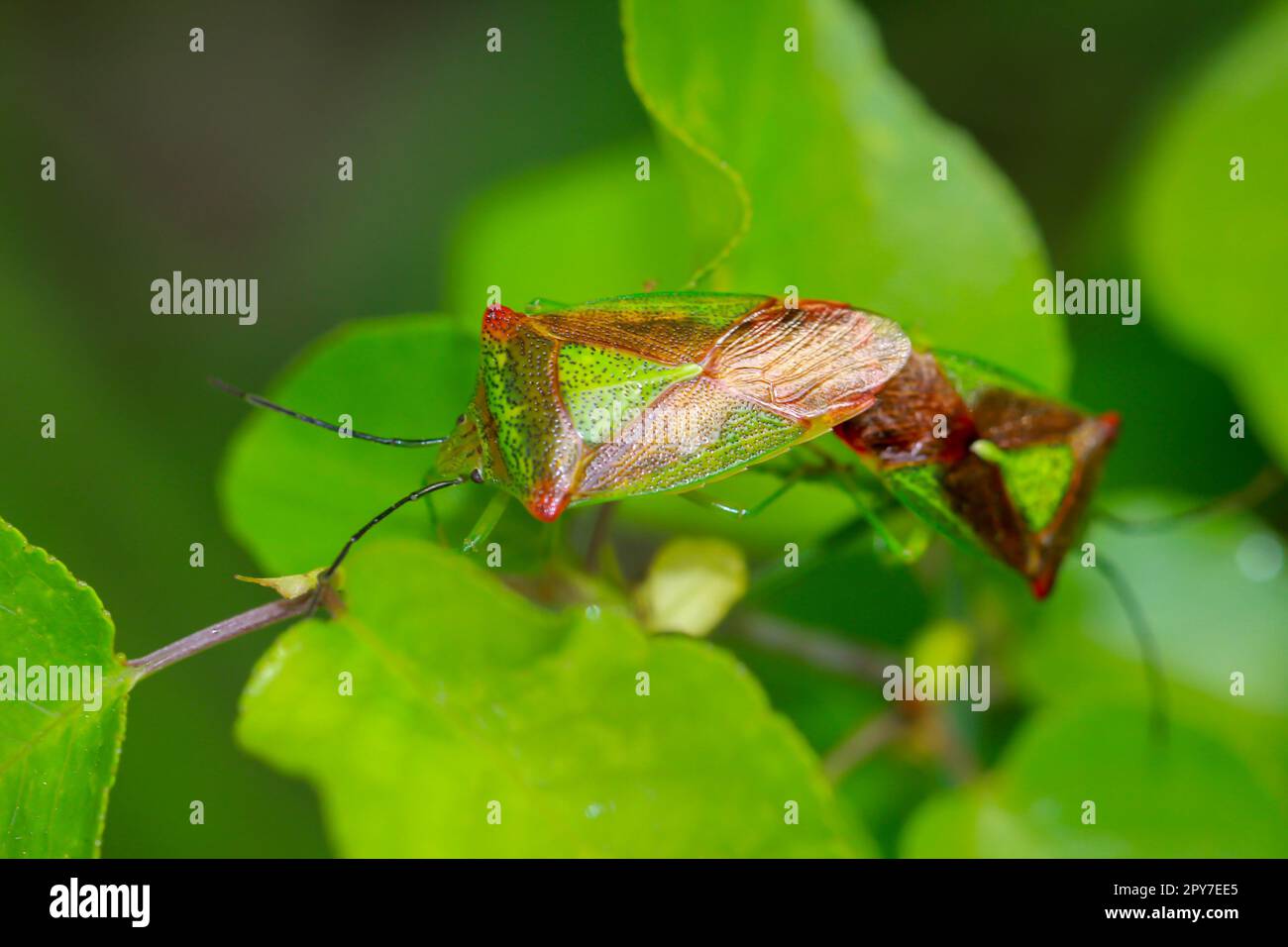 Trefoil bugs hi-res stock photography and images - Alamy