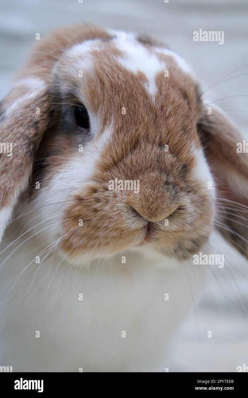 Dwarf ram rabbit hi-res stock photography and images - Alamy