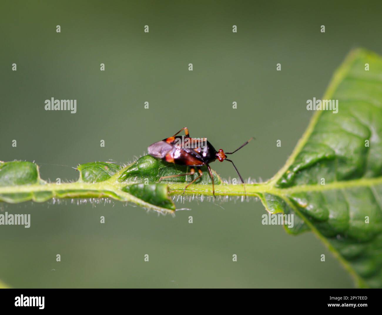 Deraeocoris ruber, a common nimrod on a plant Stock Photo - Alamy