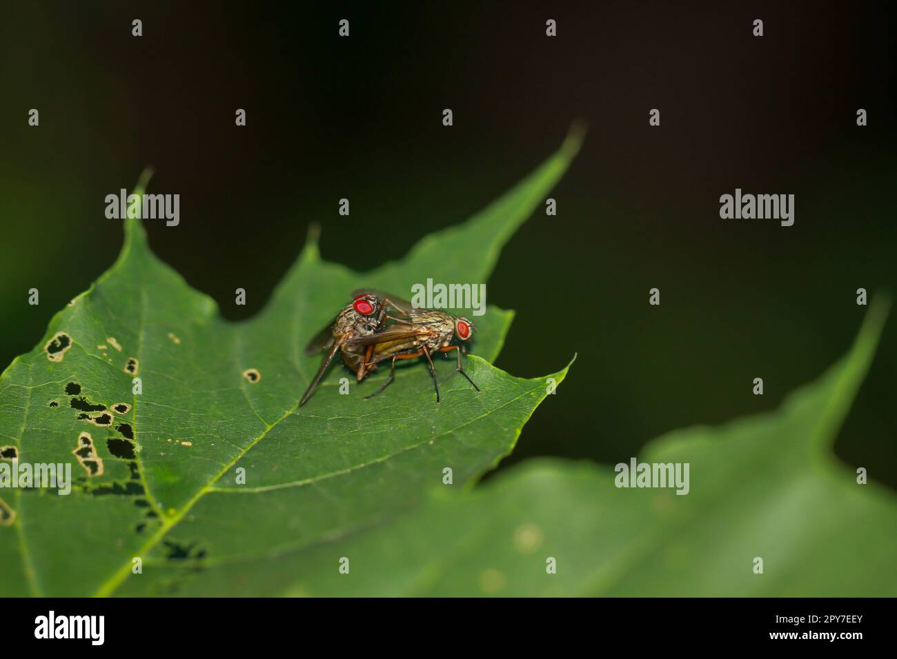 Long ose hi-res stock photography and images - Alamy