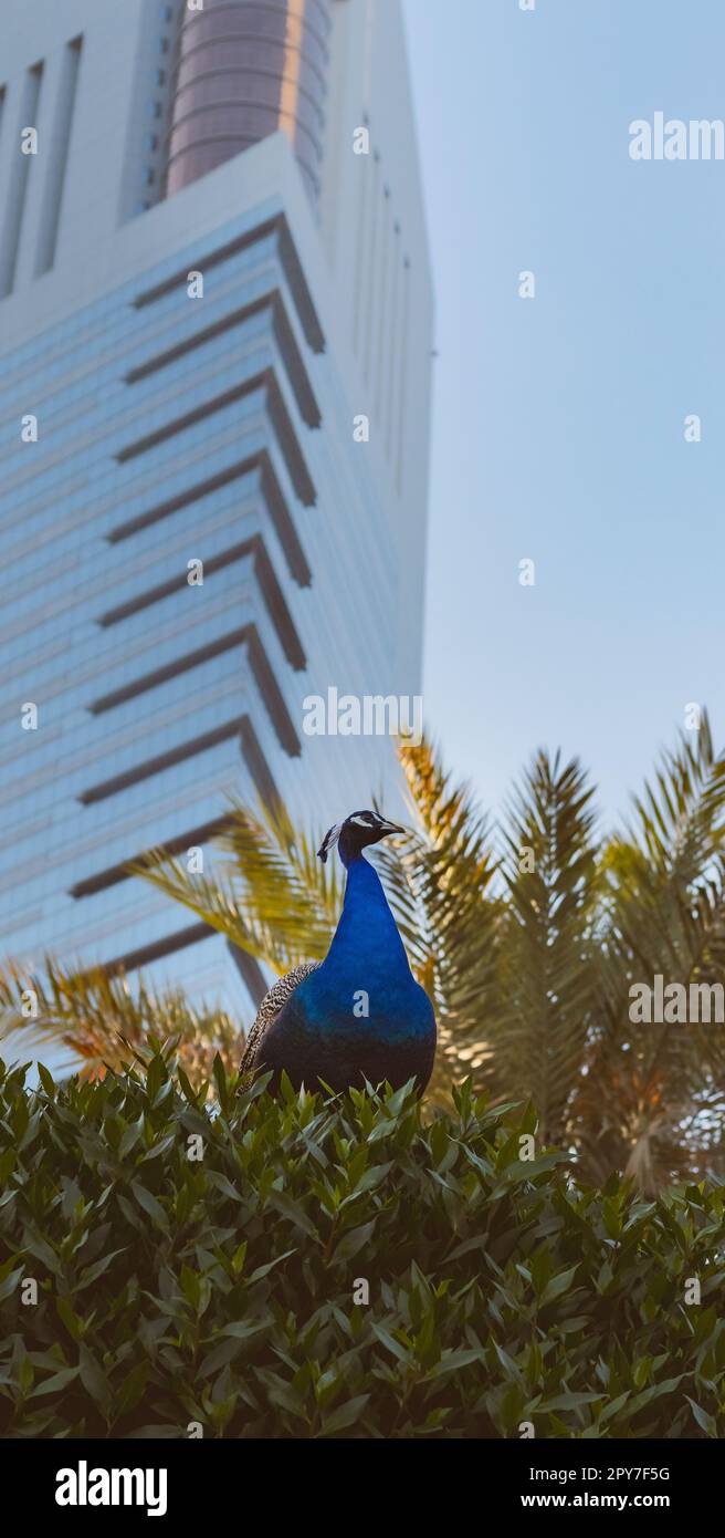 Peacocks sit on the bushes in the city Stock Photo - Alamy
