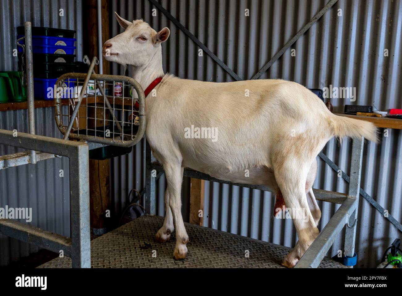 Goat island new zealand hi-res stock photography and images - Alamy