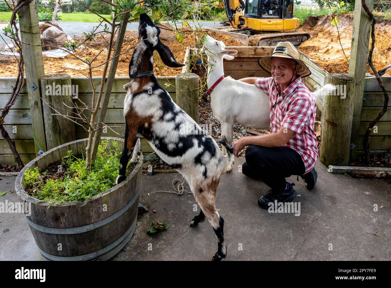 Man feeding goats hi-res stock photography and images - Alamy