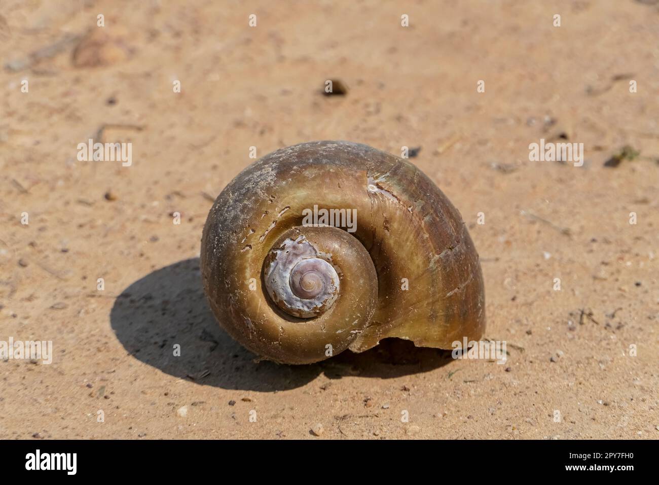 Brown snail shell on sandy ground, Pantanal Wetlands, Mato Grosso ...