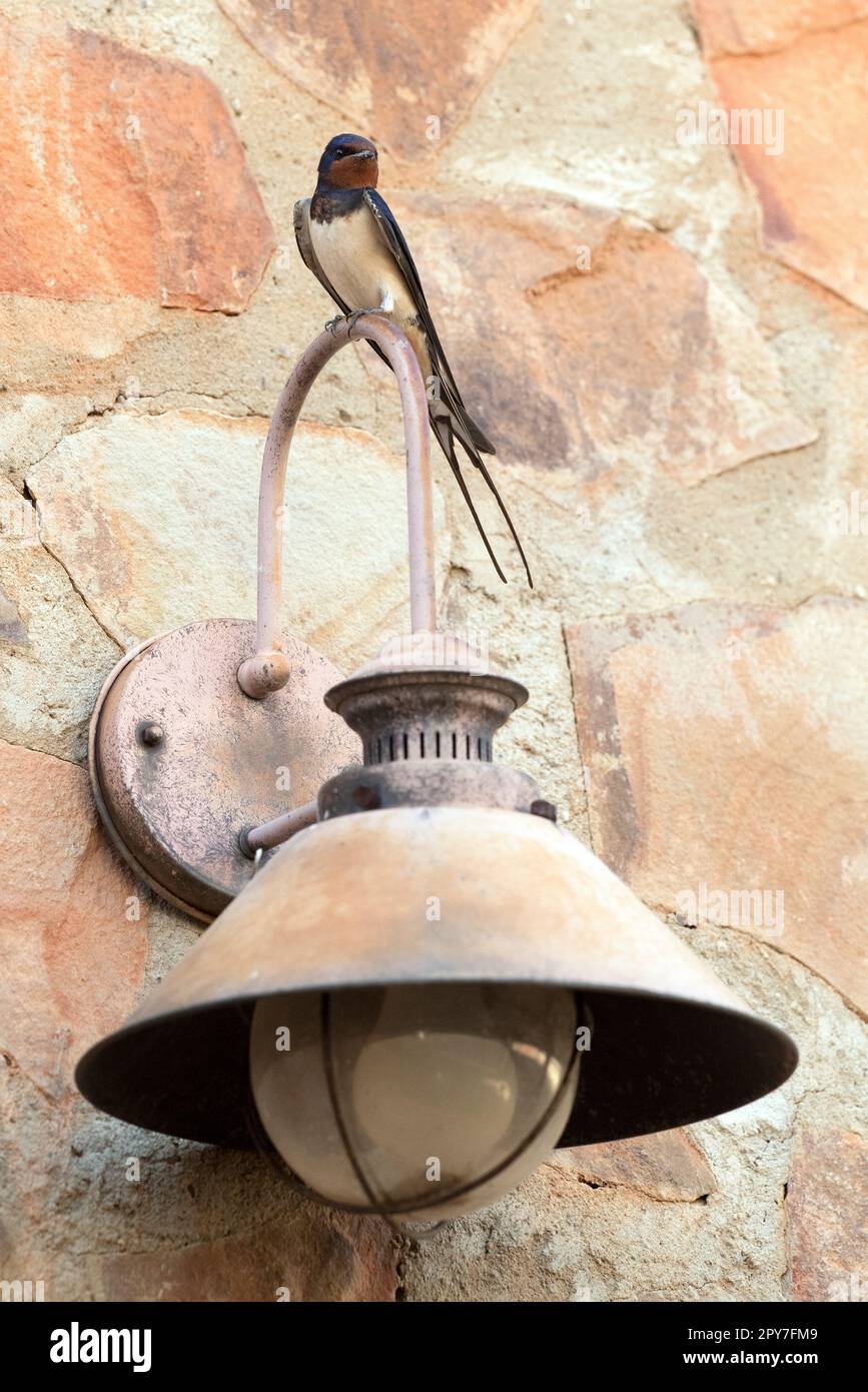 Barn swallow on a rural lamp inside a rural house with the first light ...