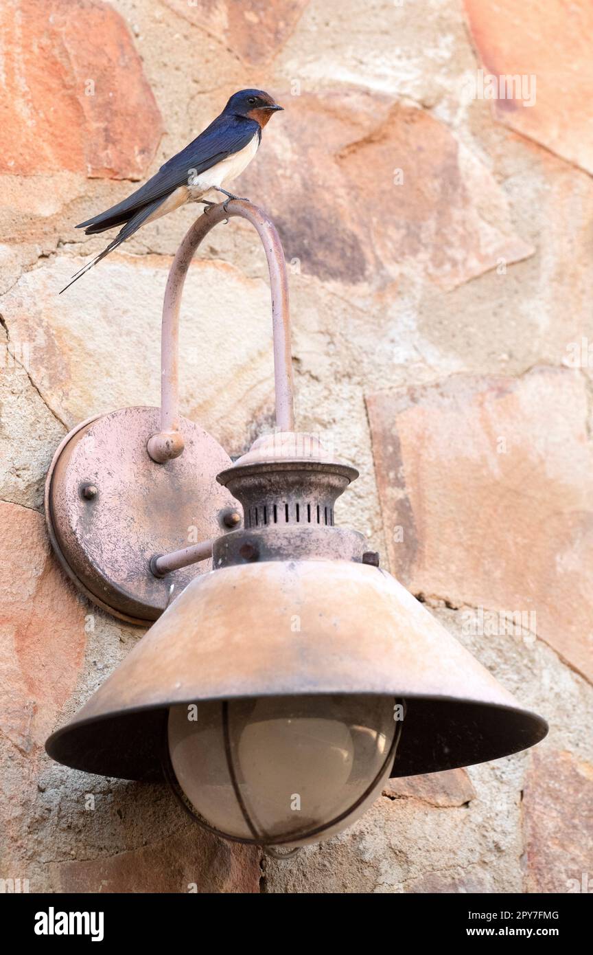Barn swallow on a rural lamp inside a rural house with the first light ...