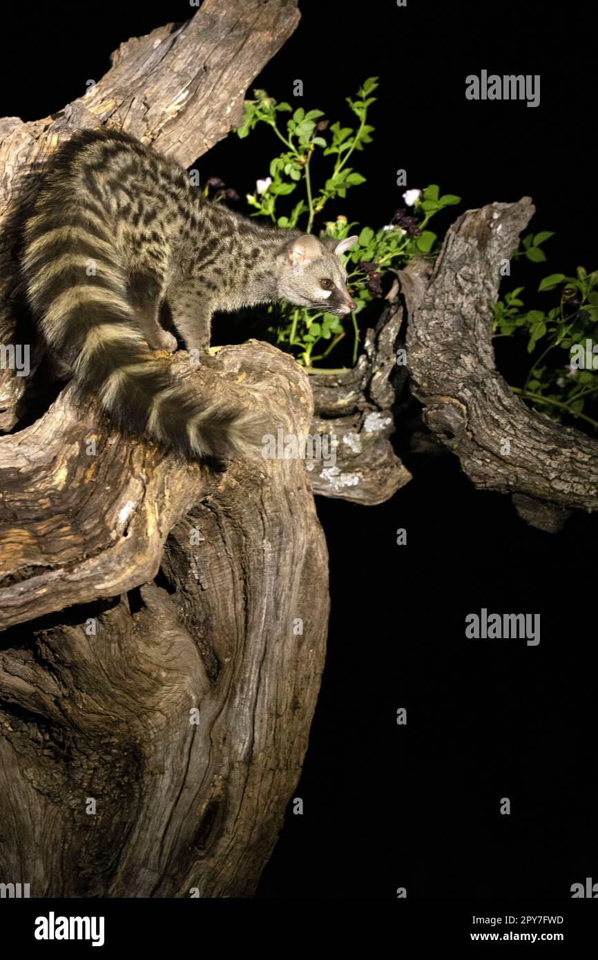 Adult male Genet within his territory in a forest of holm oaks and ...
