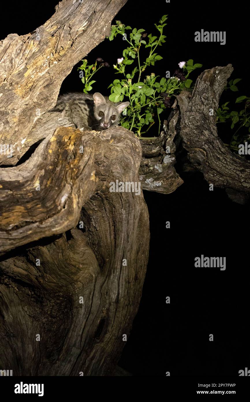 Adult male Genet within his territory in a forest of holm oaks and ...