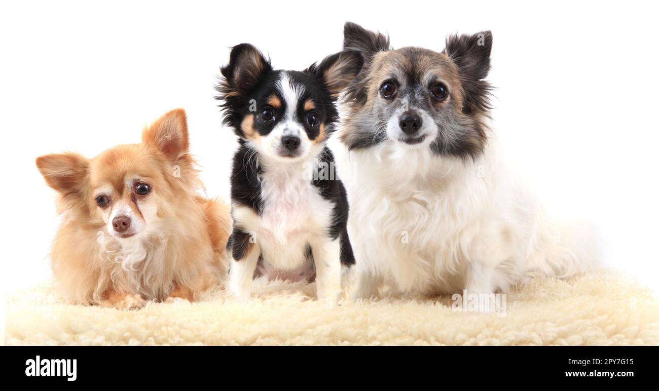 Three little cute chihuahua hi-res stock photography and images - Alamy