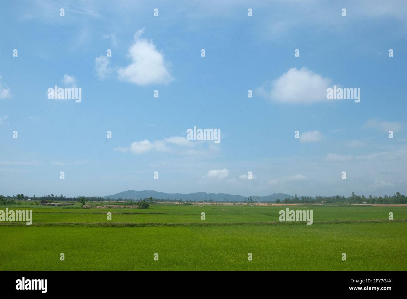 Rice field in Countryside, Vietnam, South east Asia. 田んぼ चावल के खेत ...