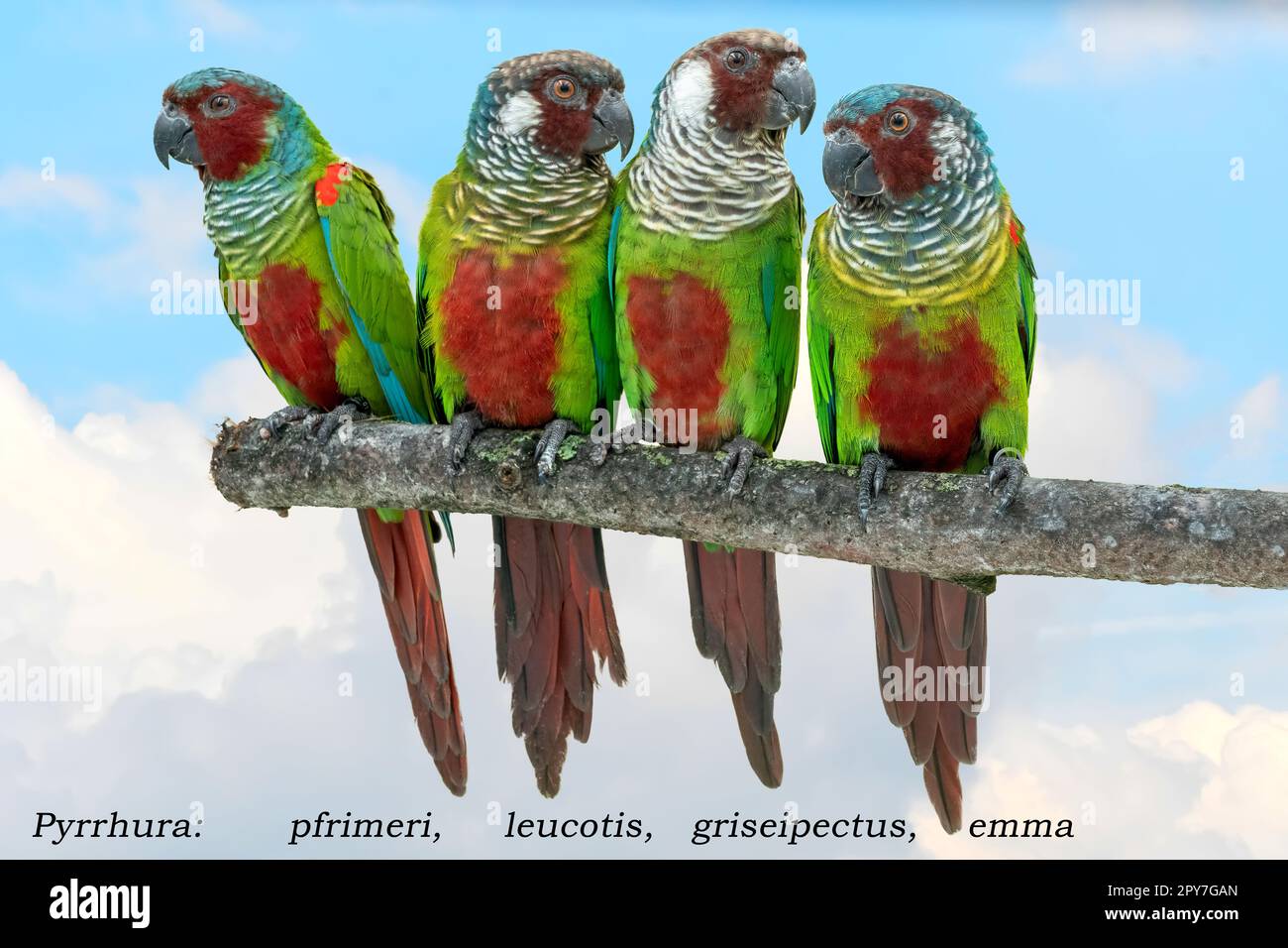 compairing of the 4 subspecies of the Pyrrhura leucotis, now separated ...