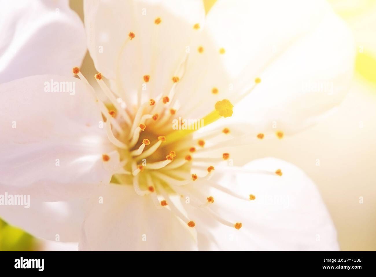 Cherry blossoms on a sunny day. Spring has come, the trees are blooming ...