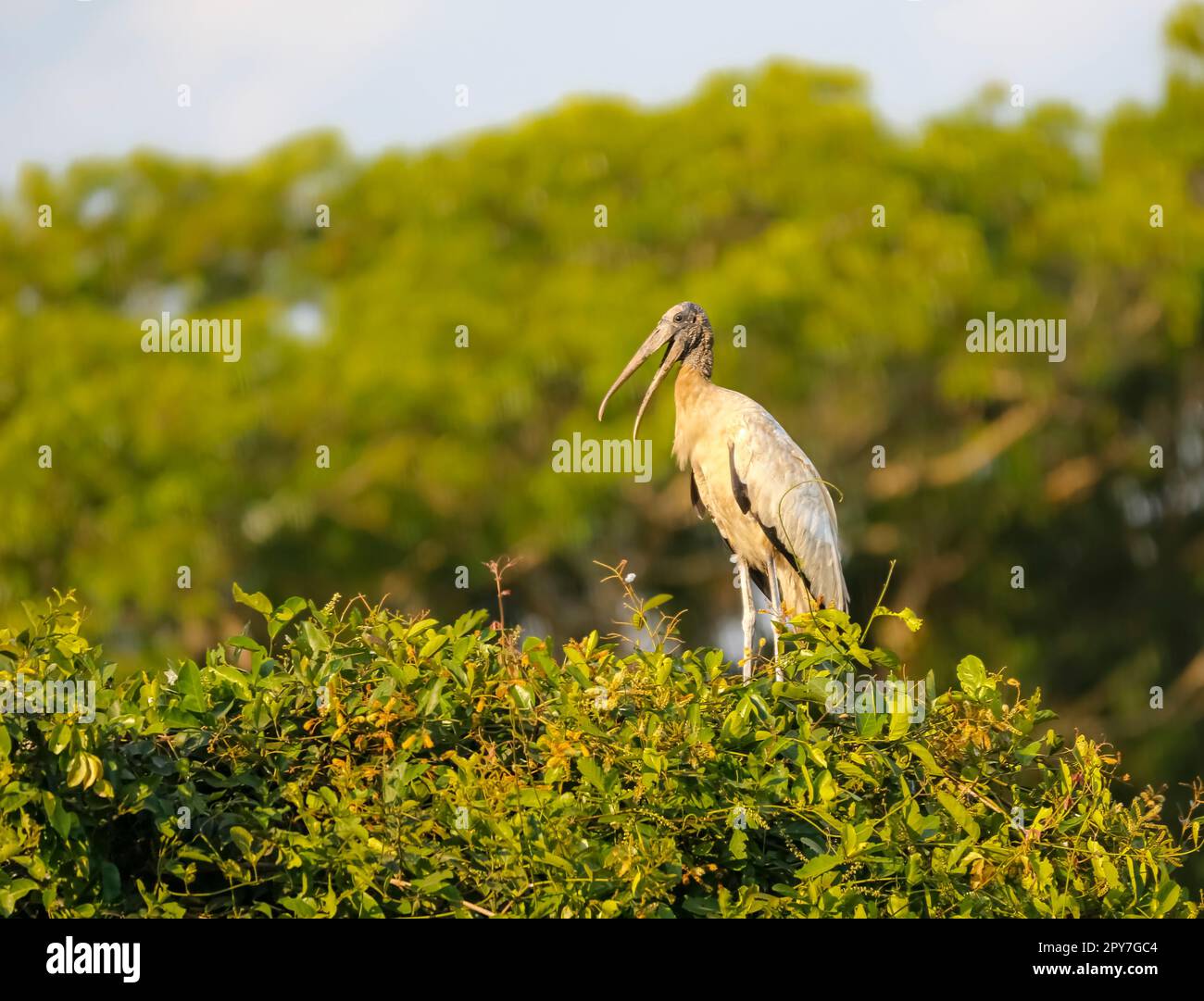 Wood stork perched in a tree top against green background, Pantanal ...