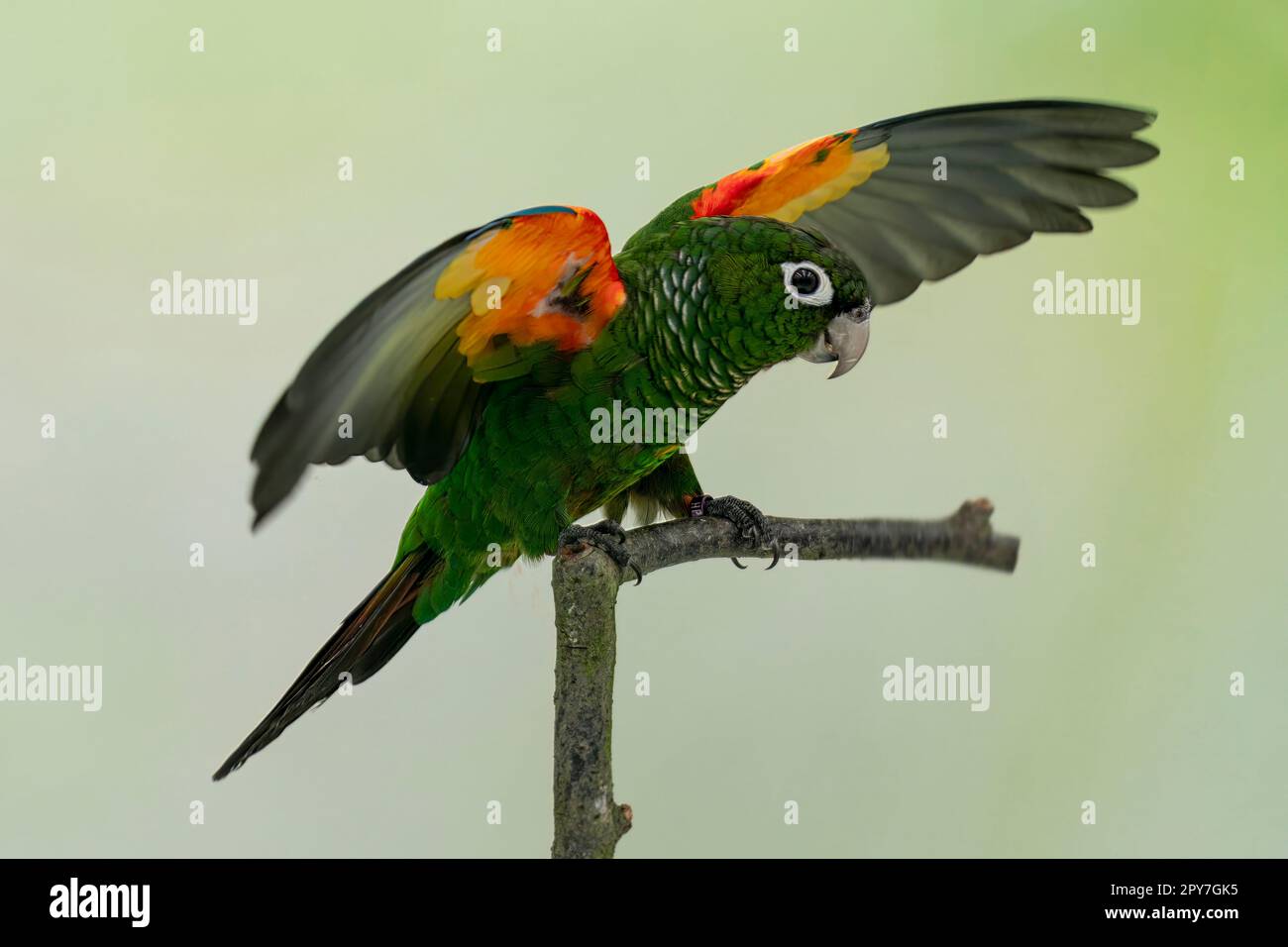 Igginosbirdpics hi-res stock photography and images - Alamy