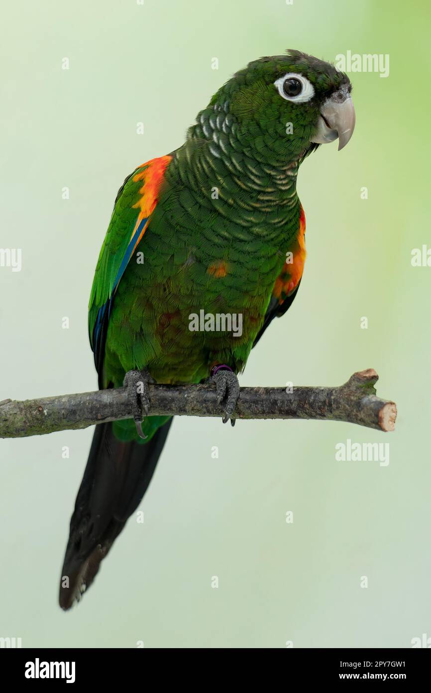 Fiery shouldered parakeet hi-res stock photography and images - Alamy