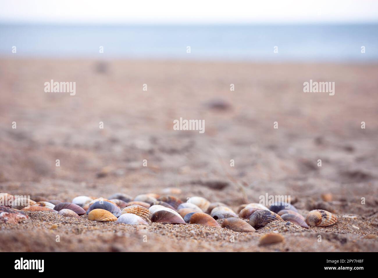 Collection of colourful seashells in the sand. Beach background with ...