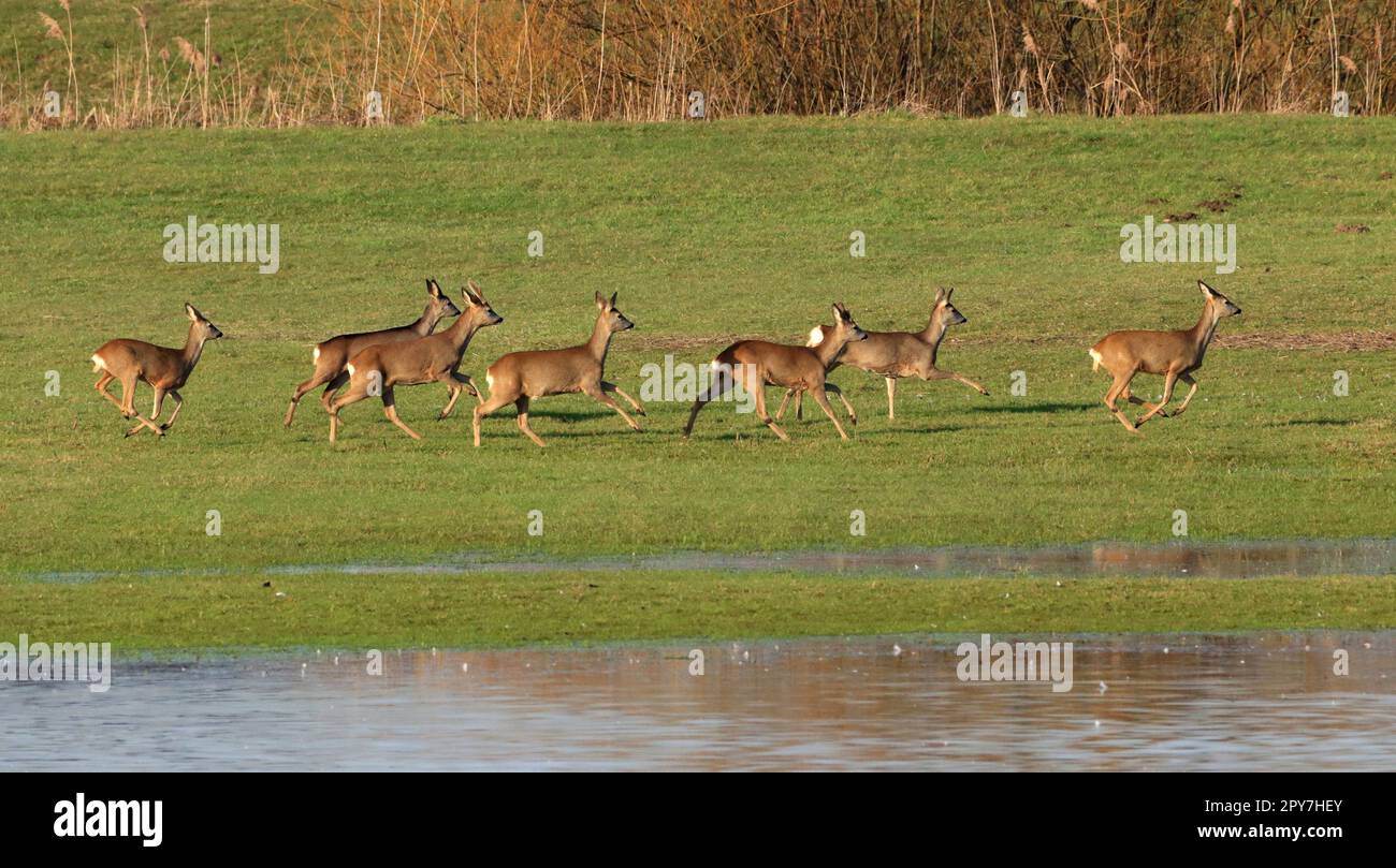 Running deer hi-res stock photography and images - Alamy