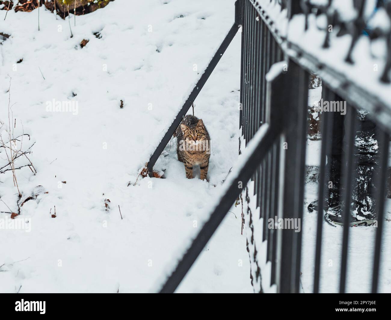 cat in the snow looking at the lens Stock Photo - Alamy