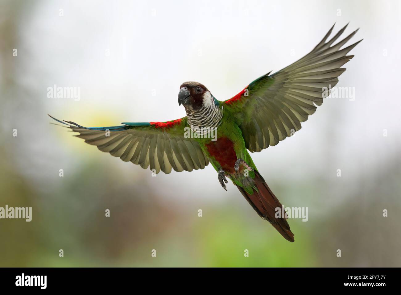 Grey breasted parakeet hi-res stock photography and images - Alamy